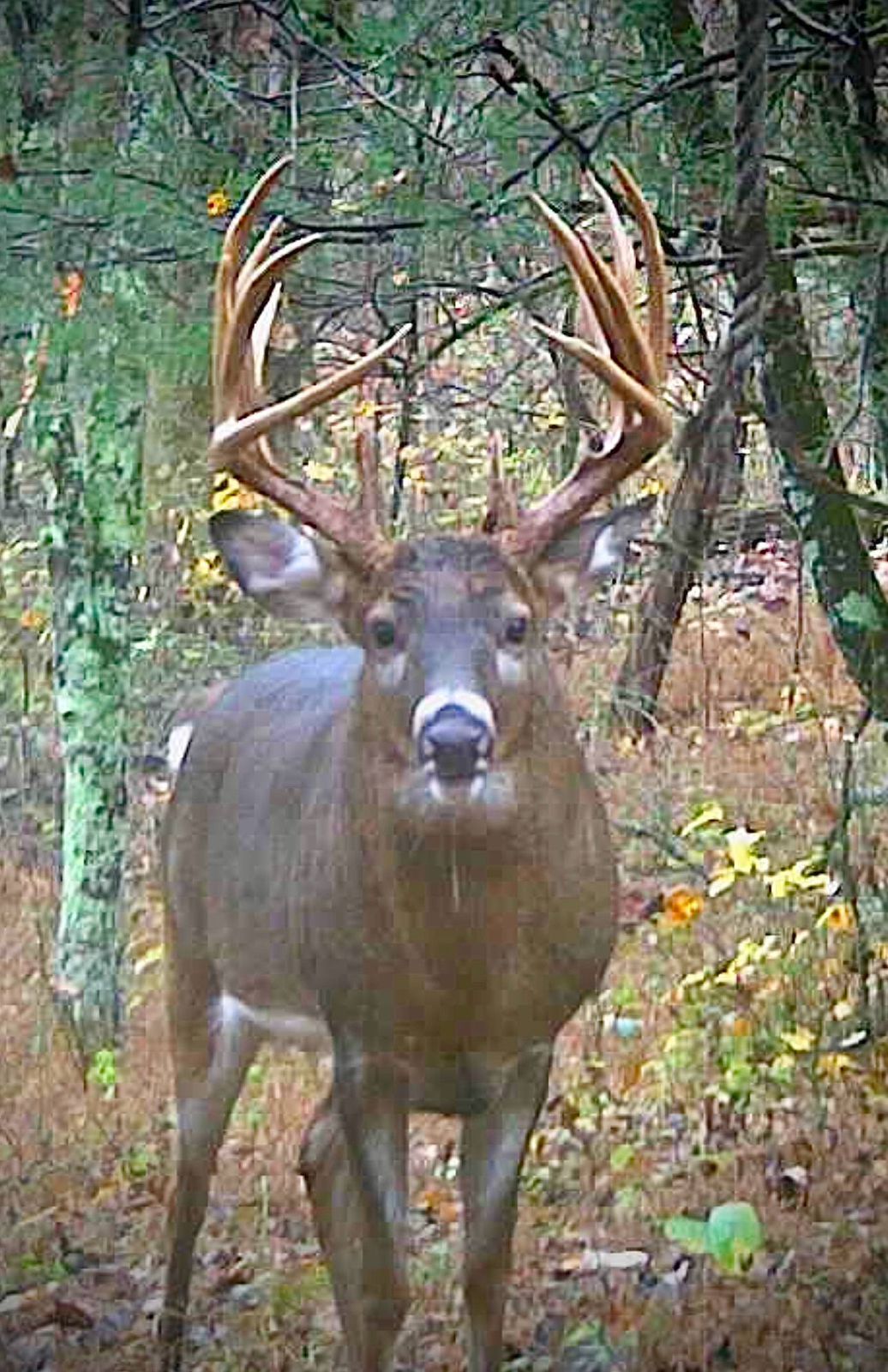 Frenzy Outdoors | Book Your Next Big Buck Hunt
